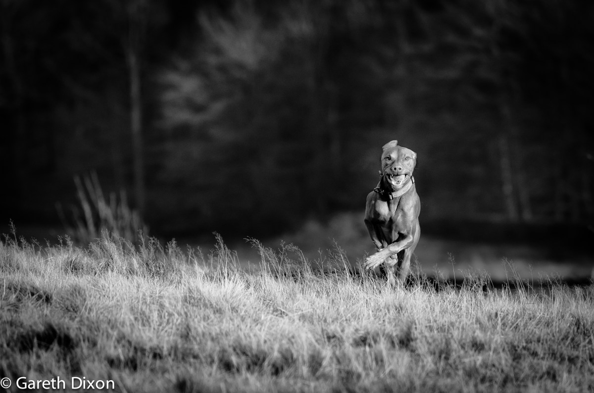 KATE BOOTH DOG WALKING & HOME BOARDING